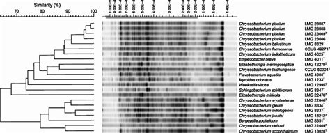 Dendrogram Derived From The Unweighted Pair Group Average Linkage Of