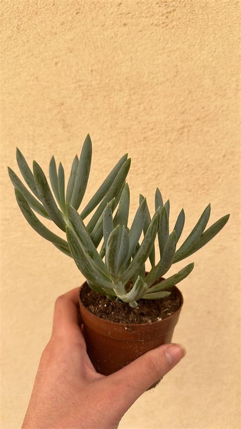dwarf clone