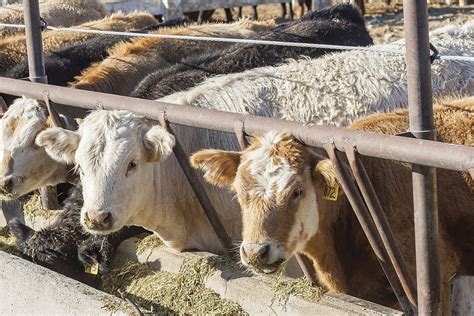Feedlot Pathogen Control And Safety Of Beef Ag Proud