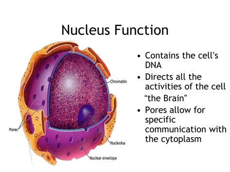 Nucleus Function