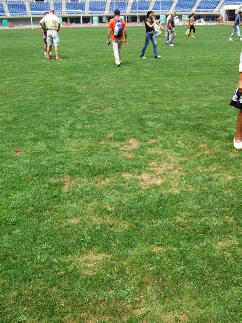 Black Medic Broadleaf Weeds Weeds Problem Solver Turf Info