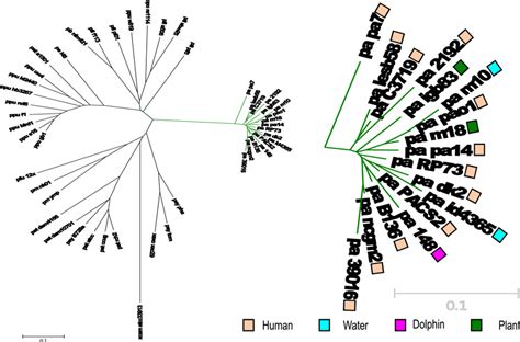 neighbor joining dendrogram showing the genomic similarity score gss