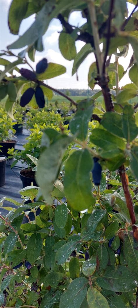 Sausmedis Valgomasis „aurora” Andriūnų ūkis