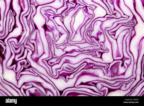 Cabbage Texture Images At Lynn Sparks Blog
