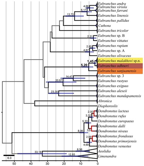 Chronogram Of Divergence Times In The Genus Eubranchus Obtained Using Download Scientific