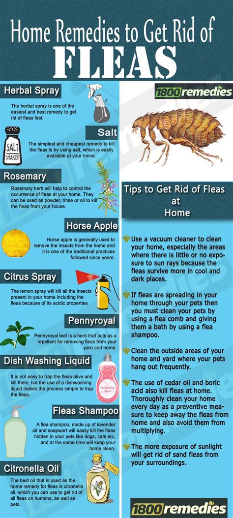 Homemade Remedies To Get Rid Of Fleas On Dogs