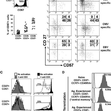 CD8 þ T Cell Differentiation and Download Scientific Diagram