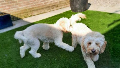 Der Deckakt Beim Hund Charming Nature