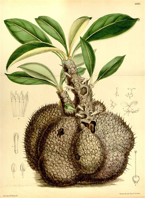 Myrmecophyte Laidback Gardener