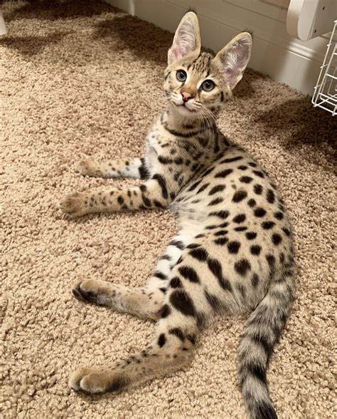 F1 Savannah Cats For Sale F1 And F2 Savannah Kitten Breeder California Texas Florida