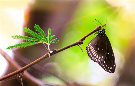 Sanket Sawale Photography