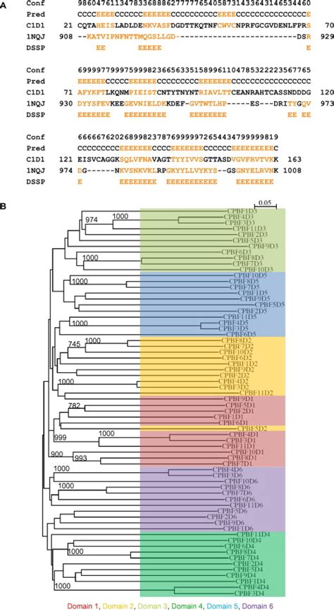 Prediction Of The Prepeptidase Carboxyl Terminal Domain In Entamoeba