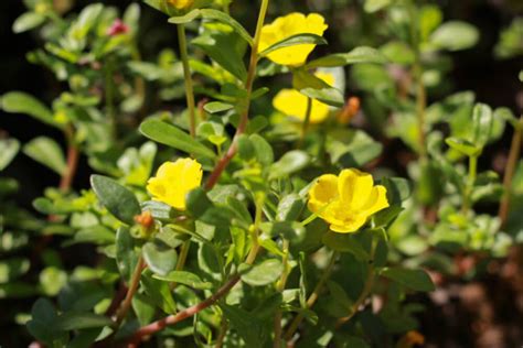 Región Yunga Del Perú Características Flora Fauna Relieve