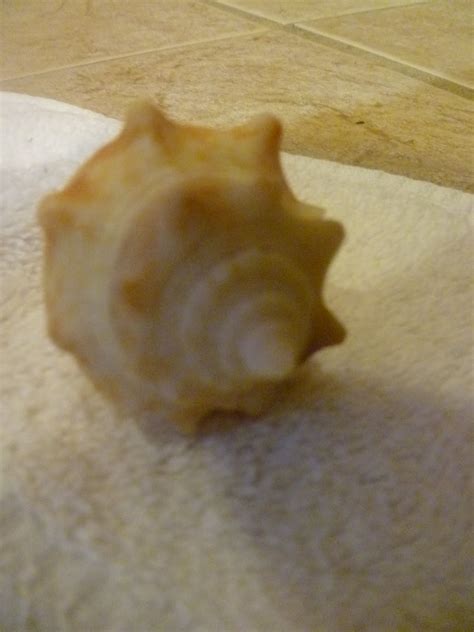 Shells Collecting Studying Classifying Them And Crafts Mama To 6 Blessings