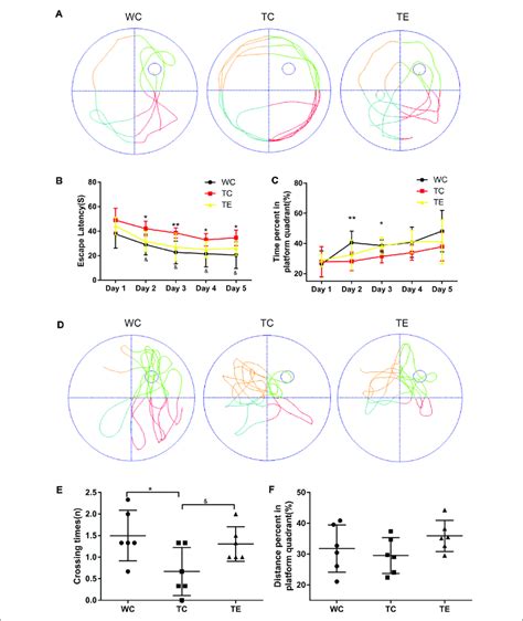 effects of treadmill exercise on spatial learning and memory deficits