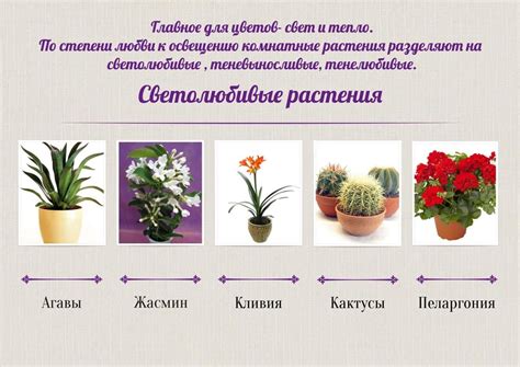 Светолюбивые комнатные растения для дома и дачи: список названий ...
