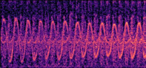 Image Processing Estimating The Most Likely Harmonic Signal In A