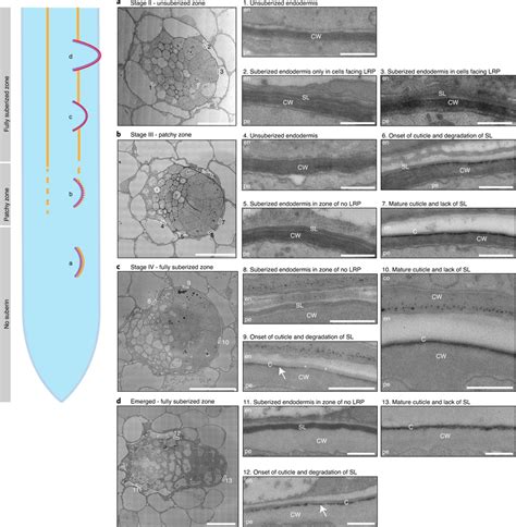 Suberin Is Degraded While The Lateral Root Cap Cuticle Is Established Download Scientific