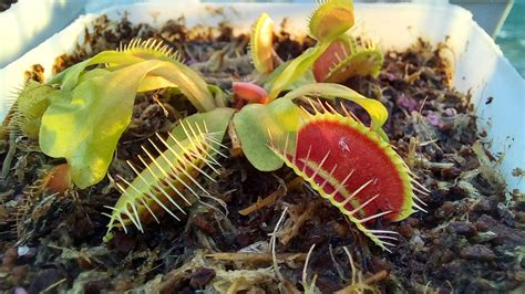 Adult Plant Giant Venus Flytrap Big Mouth” Dionaea Muscipula Cultivar