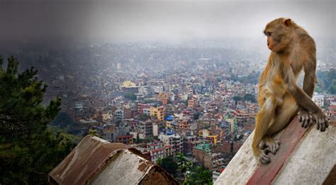 Michael D Wasserman Indiana University Open Access Government