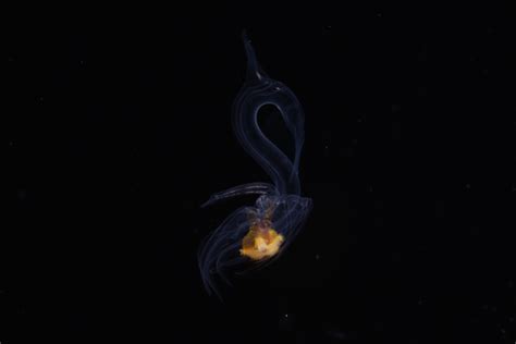 Luke 8 Ungdom På Rømmen Marinbiologene