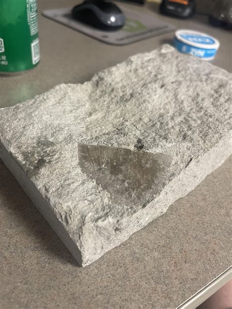 Help Identify Rfossils