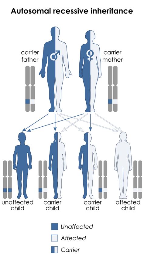 Genetic Diabetes