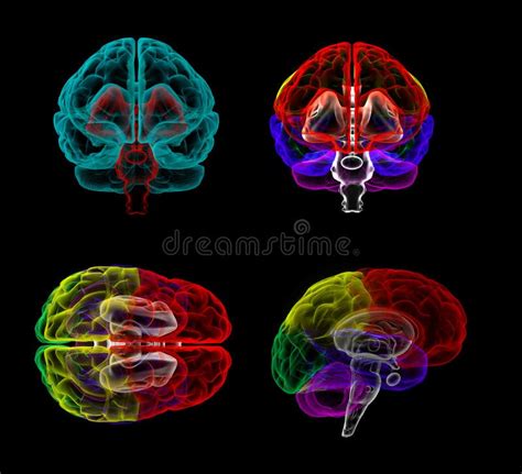 Naked Brain Logo Stock Vector Illustration Of Icon