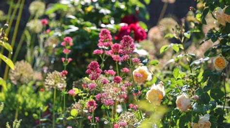 Ways To Protect Your Plants From Extreme Heat