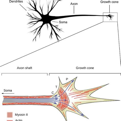 Schematic Of A Typical Neuron Showing The Soma The Dendrites And The Download Scientific