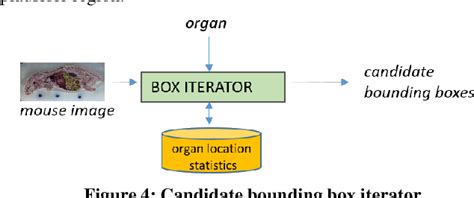 automated mouse organ segmentation a deep learning based solution