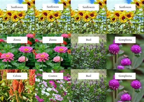 How To Start A Cut Flower Garden For Beginners