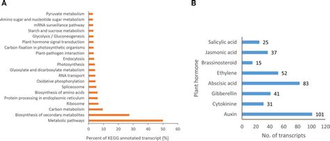 Frontiers Full Length Transcriptome Characterization Of Platycladus