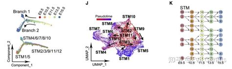 单细胞轨迹分析之应用篇 知乎