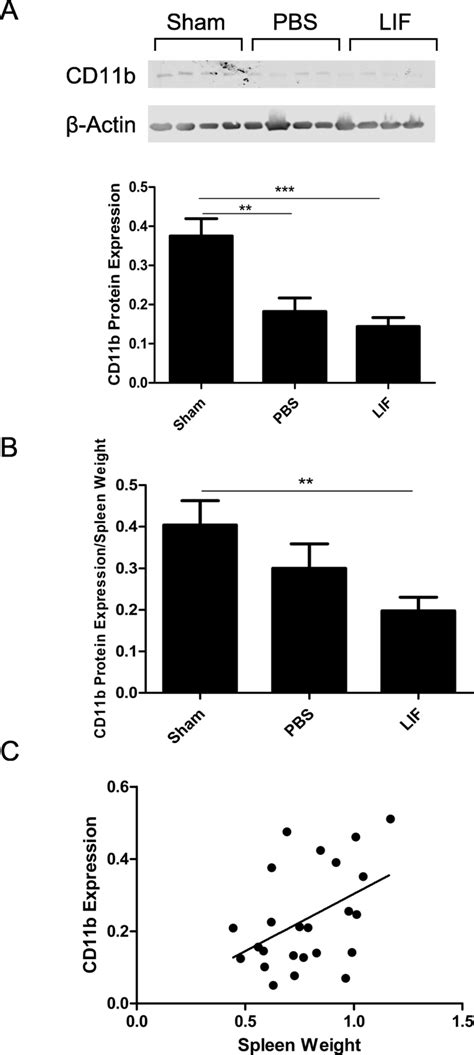 Splenic Cd11b Levels Are Significantly Decreased After Mcao And Lif
