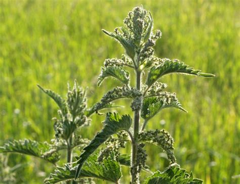 Nettle Plant Rash 10 Uses For Nettles Bbc Gardeners World Magazine