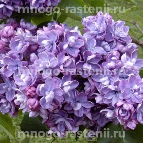 Саженцы Сирень Ами Шотт купить по цене 1000 руб. в Москве с доставкой ...