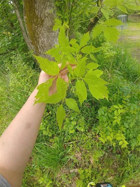 Tree Identification Morgan S Ohio Plants