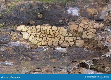 Xylobolus Frustulatus Commonly Known As The Ceramic Fungus Is An