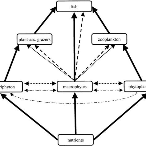 Schematic Overview Of Interactions Between Submersed Macrophytes And