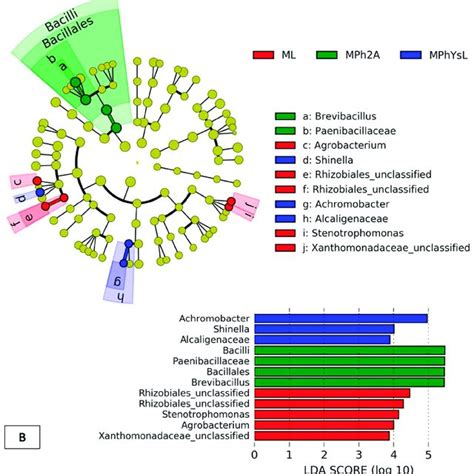 Phylogenetic Dendrogram Of Biomarkers Identified In Various