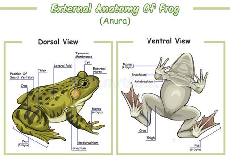 Internal Anatomy Of Sea Turtle Stock Vector Illustration Of
