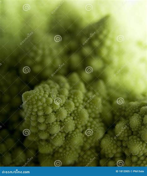 Patterns In Nature Stock Image Image Of Broccoli Repeating