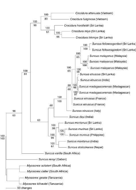 Phylogram Inferred From Bayesian Analysis Of Cytochrome B Gene Under