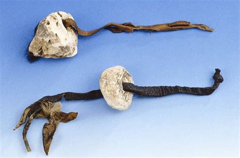 Fossils Vs Artifacts Miss Francine S Website 2022 2023