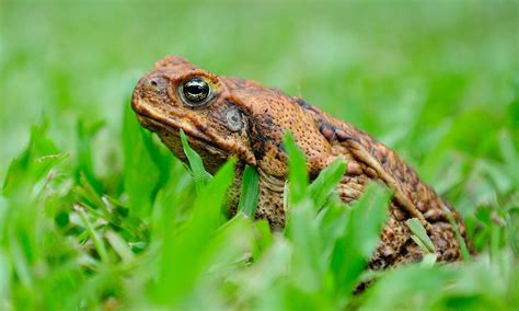 Toad Wallpapers Images Photos Pictures Backgrounds