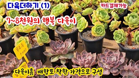 다육더하기1 예쁜 다육이 군생 가격 착한 7~8천의 행복 짧은잎적성 8000 Youtube