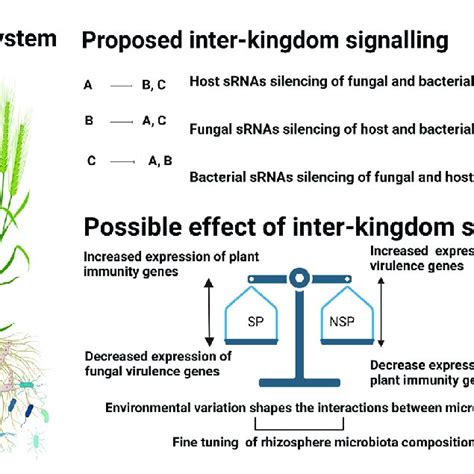 Schematic For Possible Ways Of Srna Mediated Gene Regulation In
