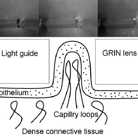 Graph Of The Molar Extinction Coefficient Of Oxyhemoglobin And Download Scientific Diagram