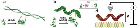 A An Amyloid Fibre Is An Ordered Aggregation Of Many Mis Folded
